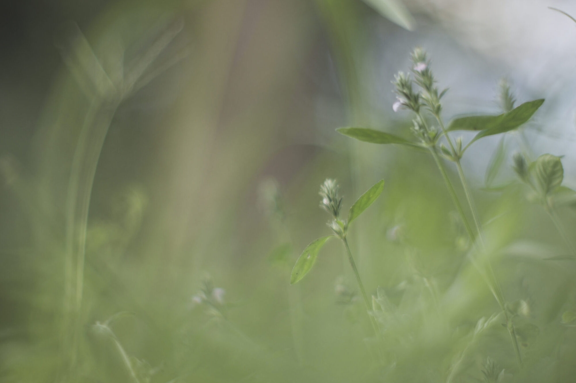 浮月土うつつ | UTUTU atelier forêt