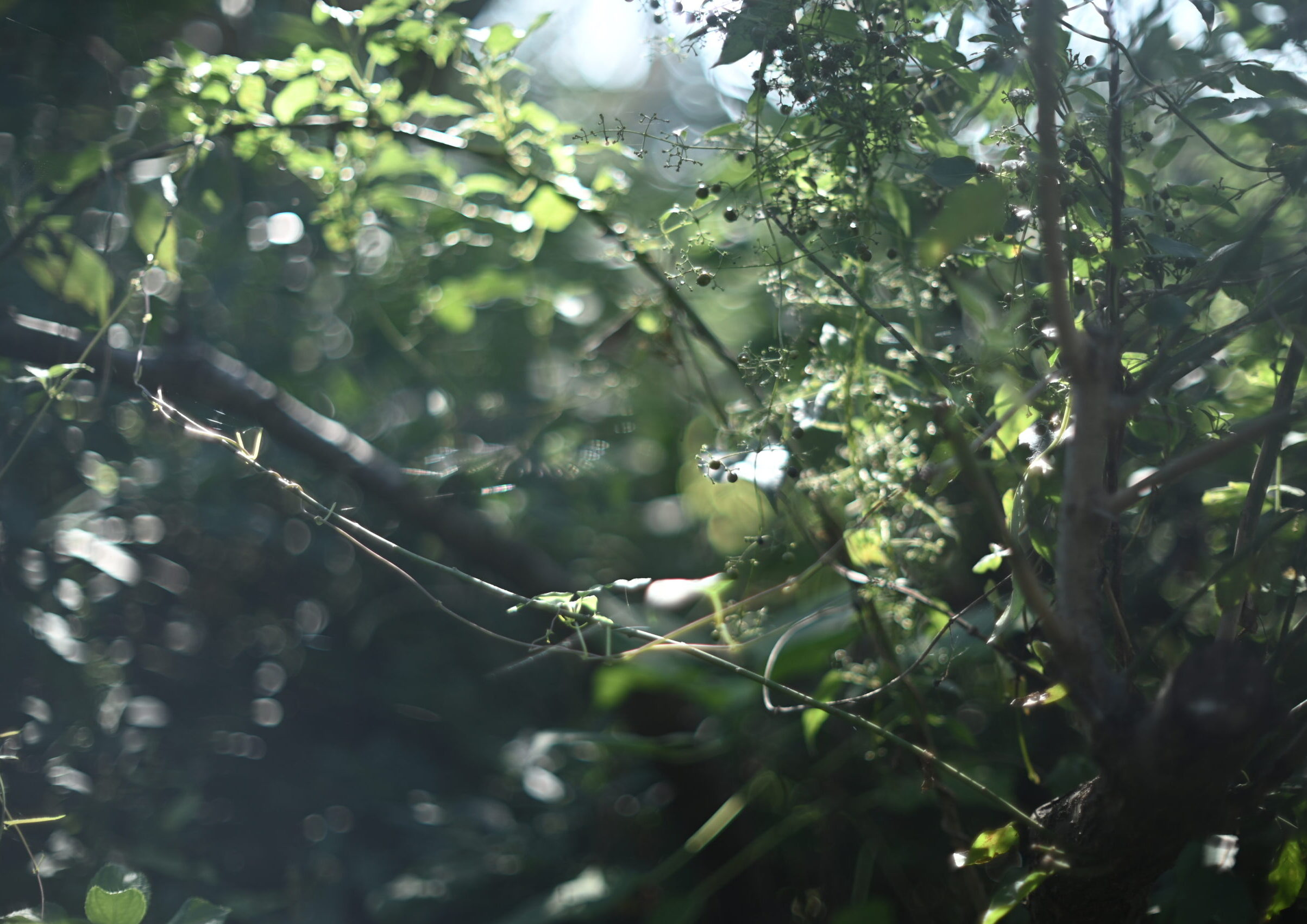 浮月土うつつ | UTUTU atelier forêt